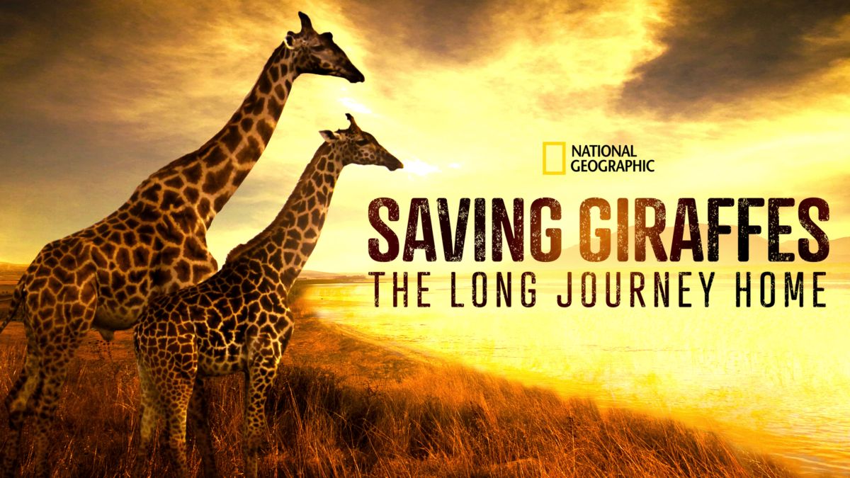 Saving Giraffes: The Long Journey Home | Disney+