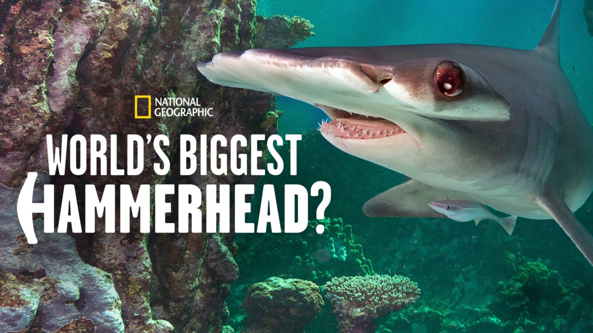 World's Biggest Hammerhead? | Disney+