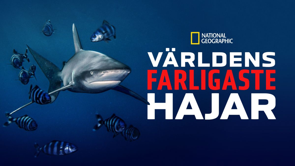 Världens farligaste hajar | Disney+