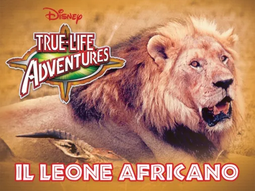 Cartone Animato Leone Africano Re Leone Africano Del Bambino