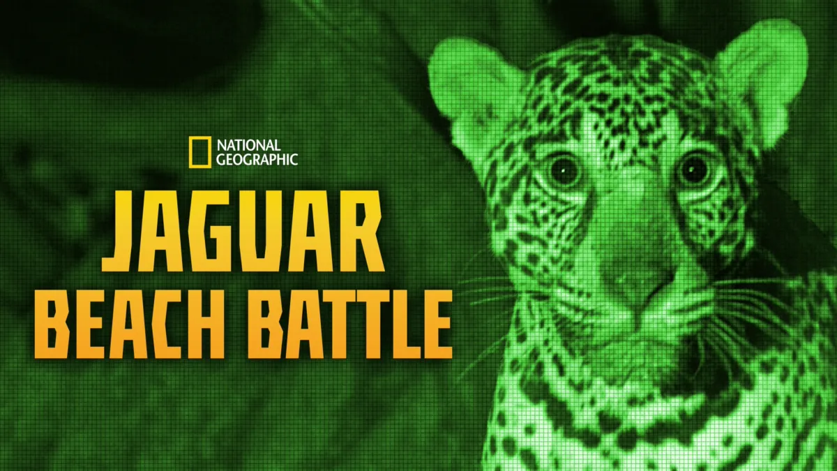Watch Jaguar Beach Battle | Disney+