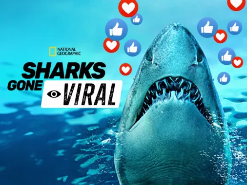 Δείτε το «Sharks Gone Viral» | Disney+