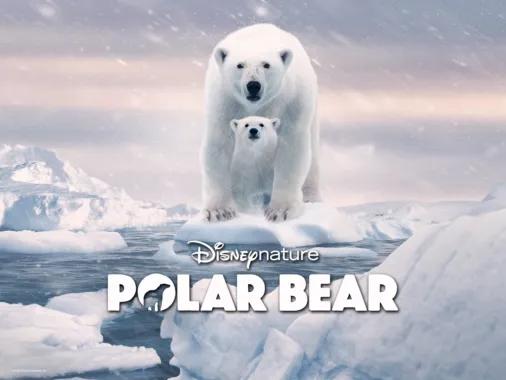 Watch Polar Bear | Disney+