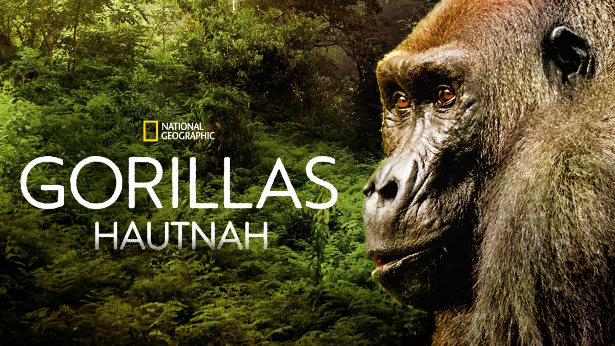 Gorillas hautnah ansehen | Disney+