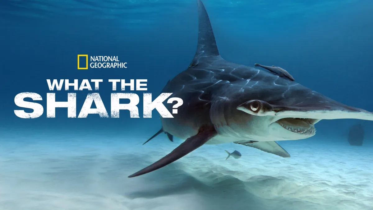 Watch What the Shark? | Disney+