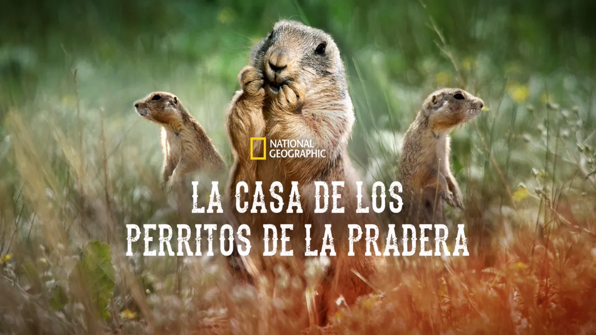 Ciudad De Los Perros De La Pradera