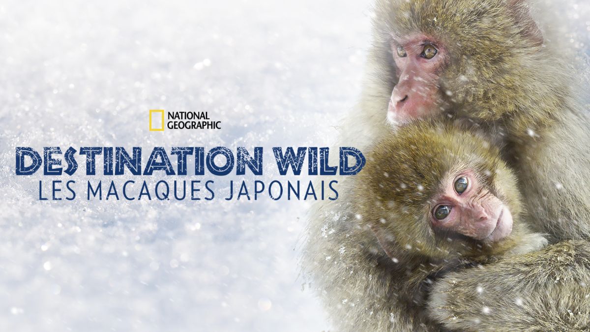 Regardez Destination Wild : Les macaques japonais | Disney+