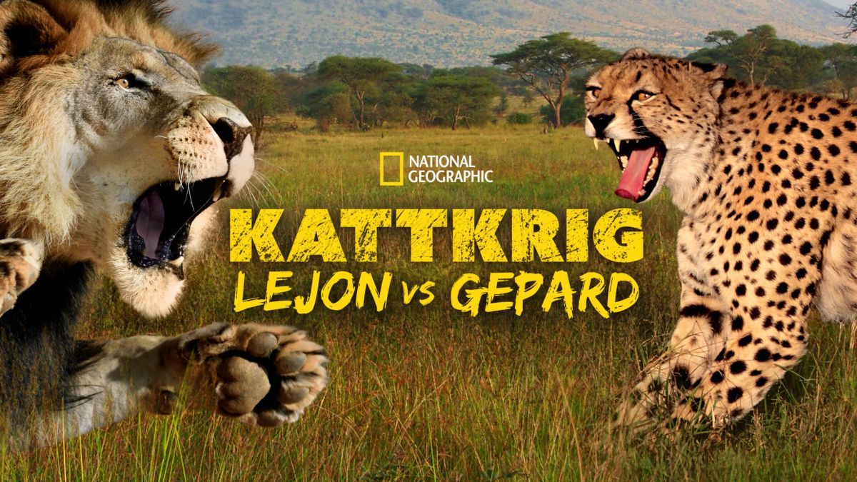 Se Kattkrig: Lejon vs gepard | Hela filmen | Disney+