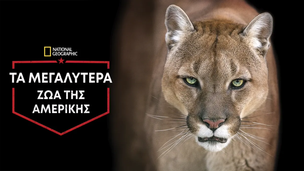 Δείτε το «Τα Μεγαλύτερα Ζώα της Αμερικής» | Disney+