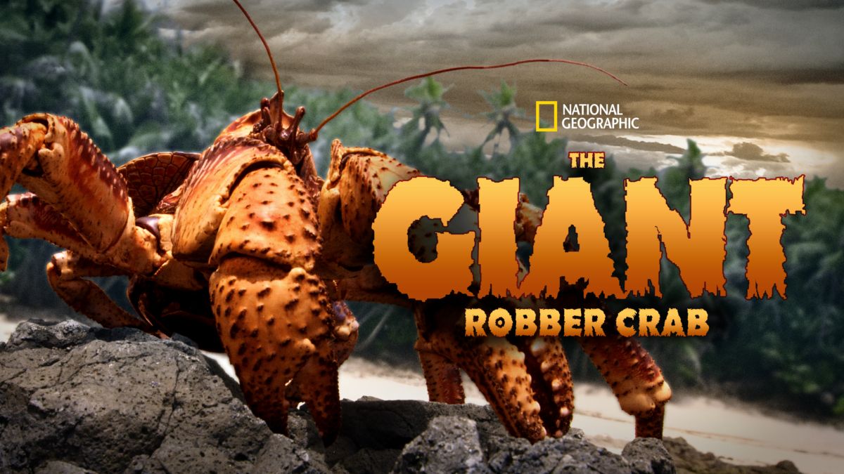 The Giant Robber Crab | Disney+