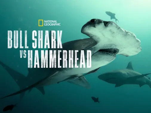 Watch Bull Shark vs. Hammerhead | Disney+ Watch Bull Shark vs. Hammerhead | Disney+