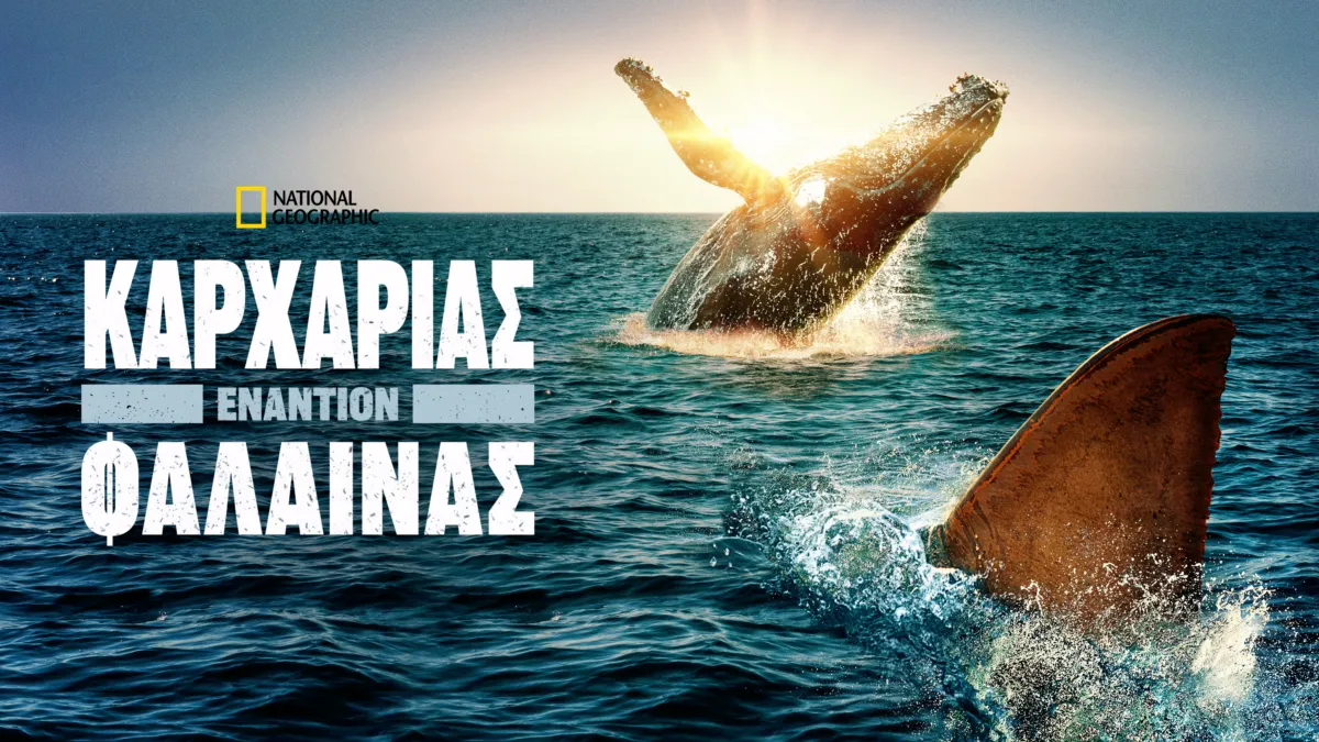 Δείτε το «Καρχαρίας εναντίον Φάλαινας» | Disney+