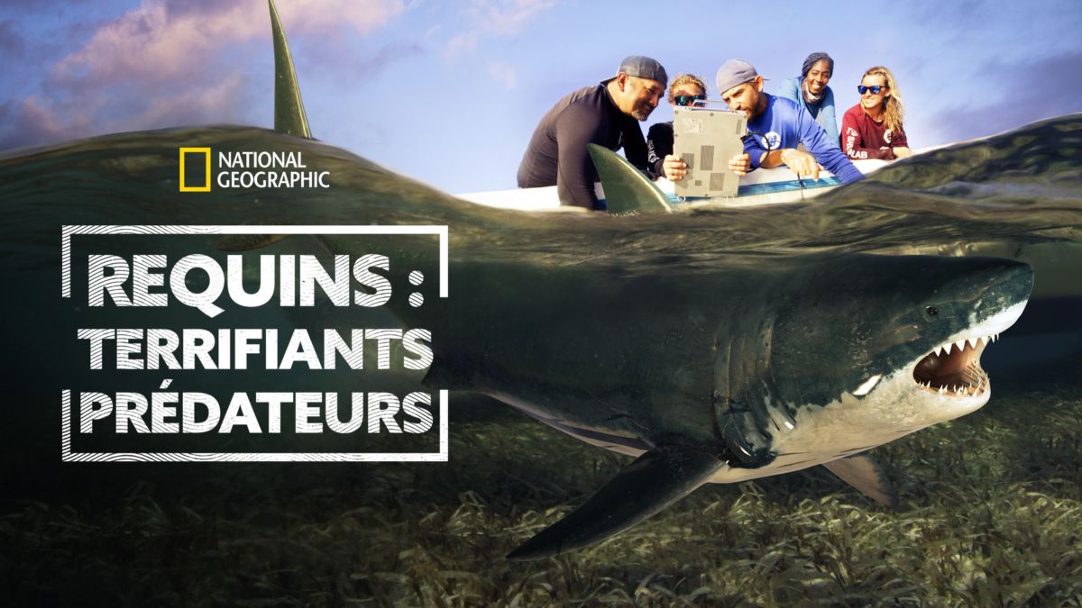 Regarder Shark Attack Files | Épisodes complets | Disney+