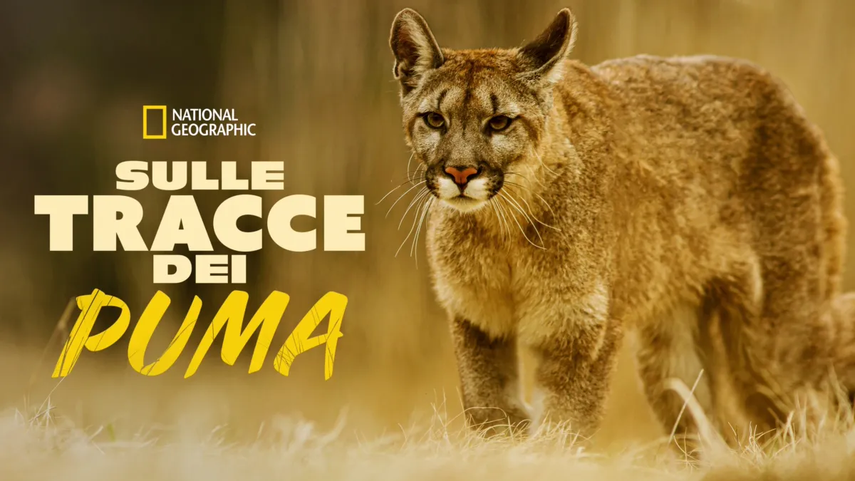 Guarda Sulle tracce dei puma | Disney+