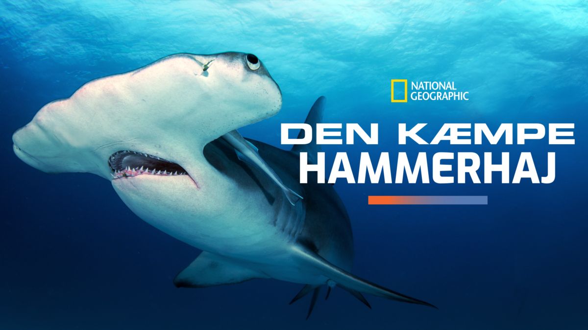 Den kæmpe hammerhaj | Disney+