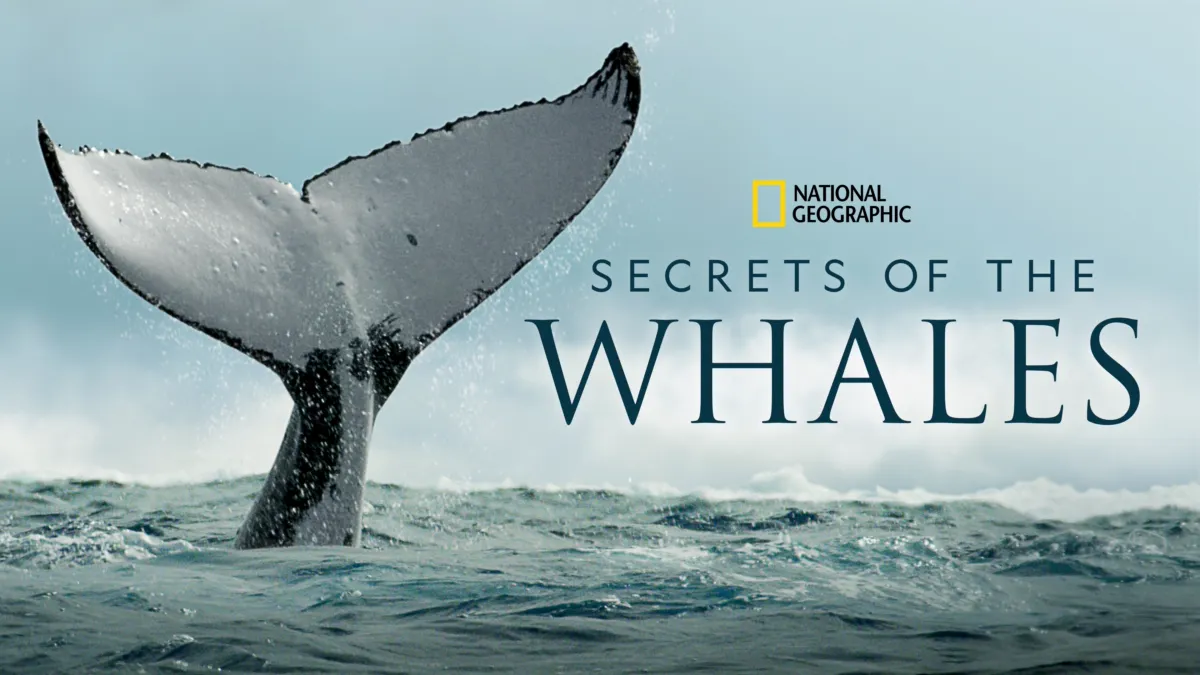 Watch Secrets of the Whales | Disney+