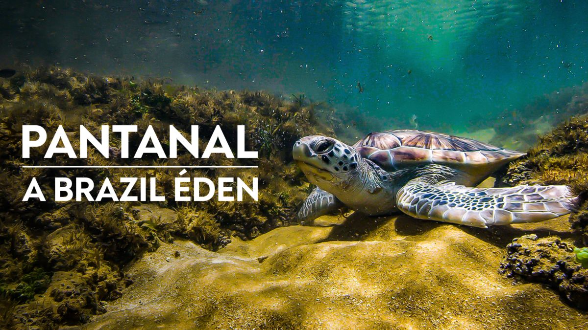 Pantanal, a brazil éden megtekintése | Disney+