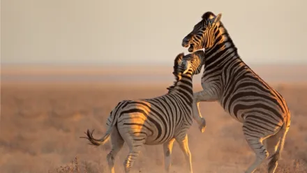 Watch Animal Fight Night | Disney+