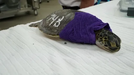 Watch Disney Parks | Disney+