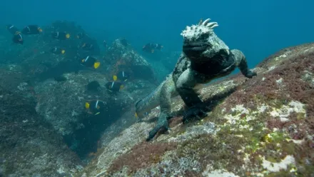 Watch Disneynature Oceans | Disney+