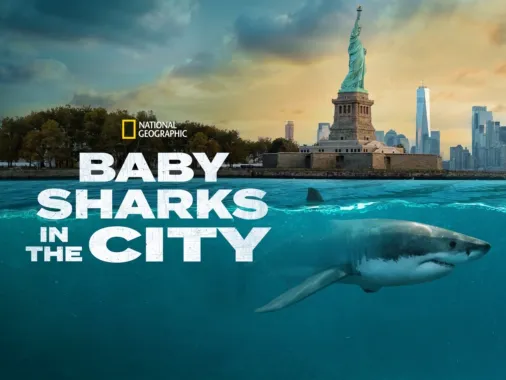Watch Baby Sharks in the City | Disney+
