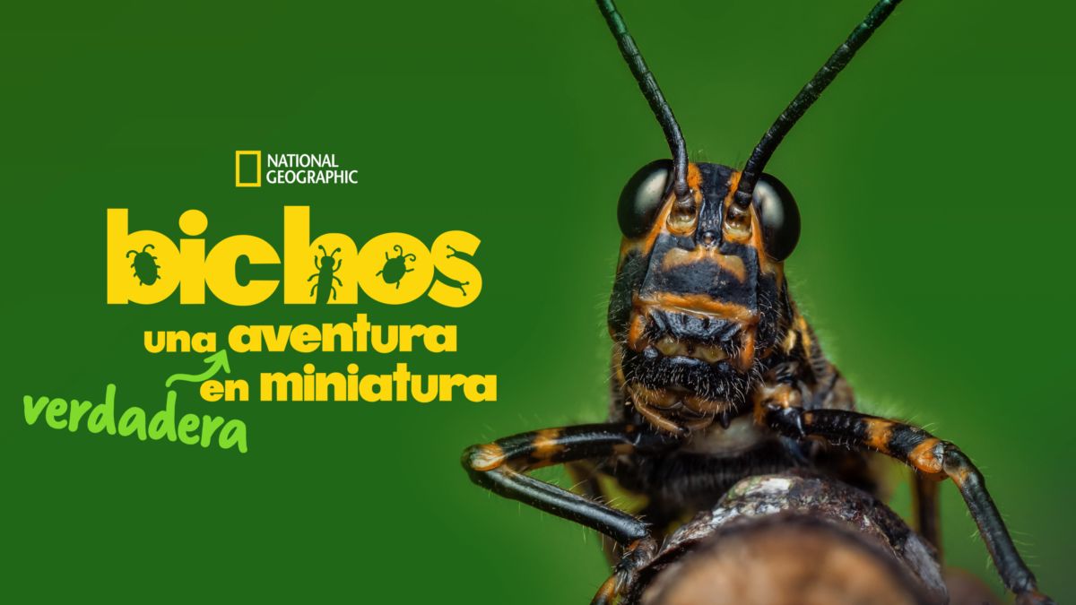 Ver Bichos: Una verdadera aventura en miniatura | Disney+