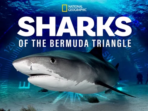 Watch Sharks Of The Bermuda Triangle | Disney+