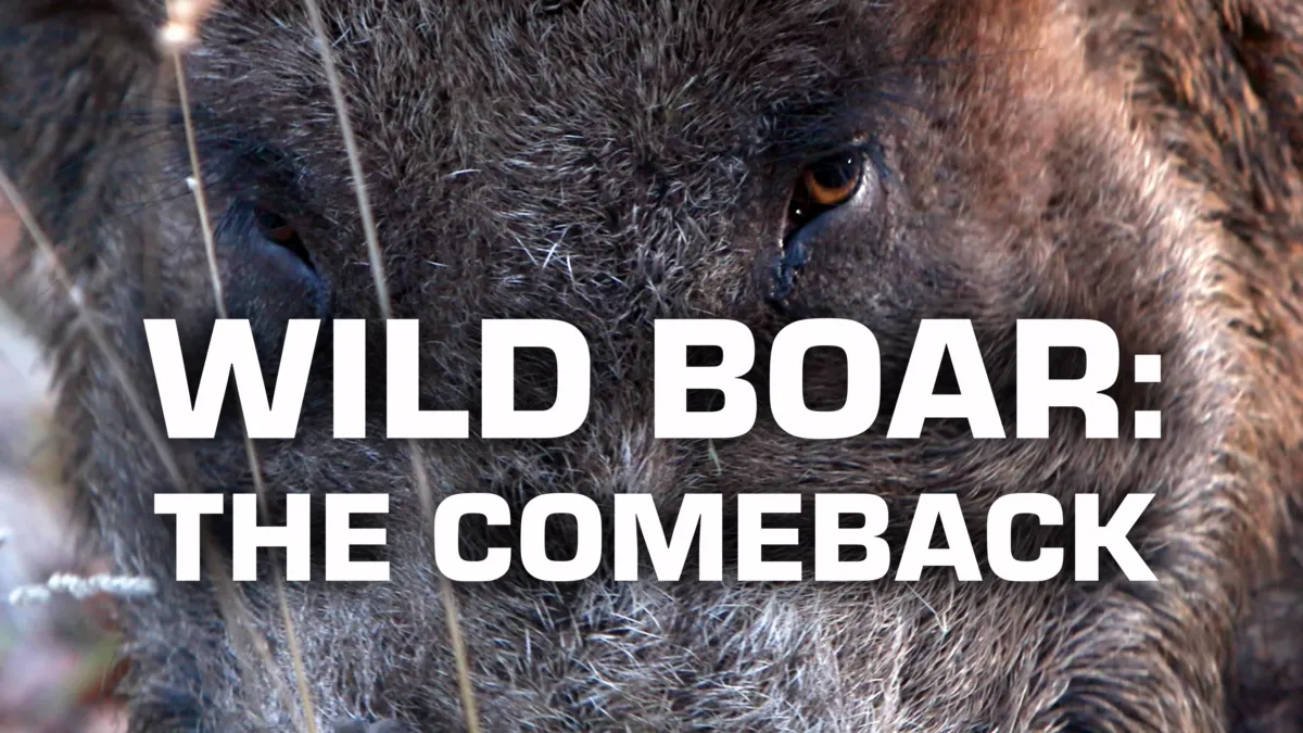 Pusťte si: Wild Boar: The Comeback | Disney+
