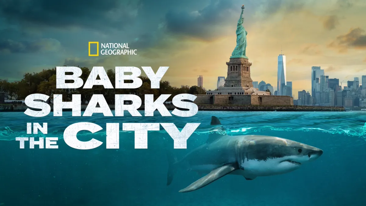 Watch Baby Sharks in the City | Disney+