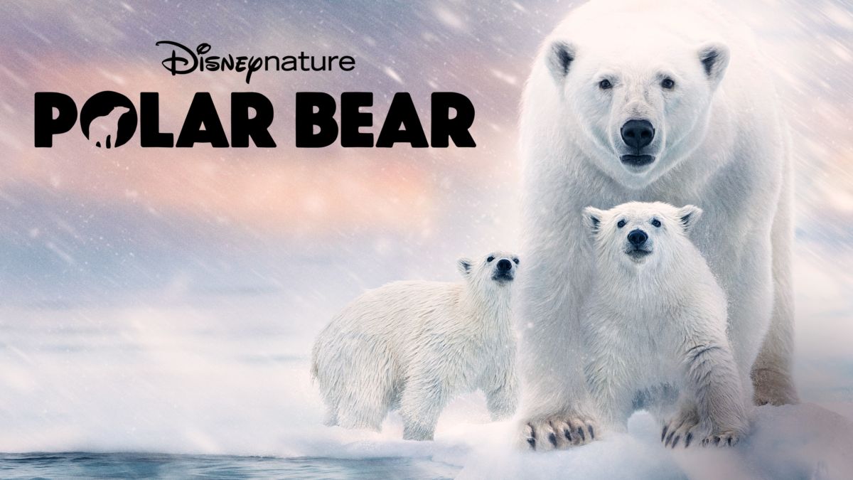 Kijk Polar Bear | Disney+