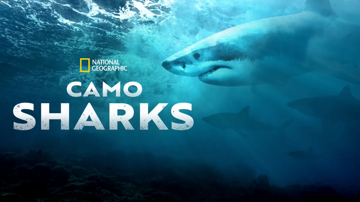 Watch Camo Sharks | Disney+
