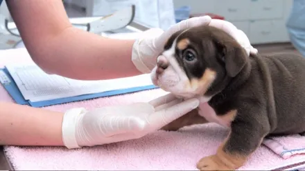 Watch Animal ER | Full episodes | Disney+