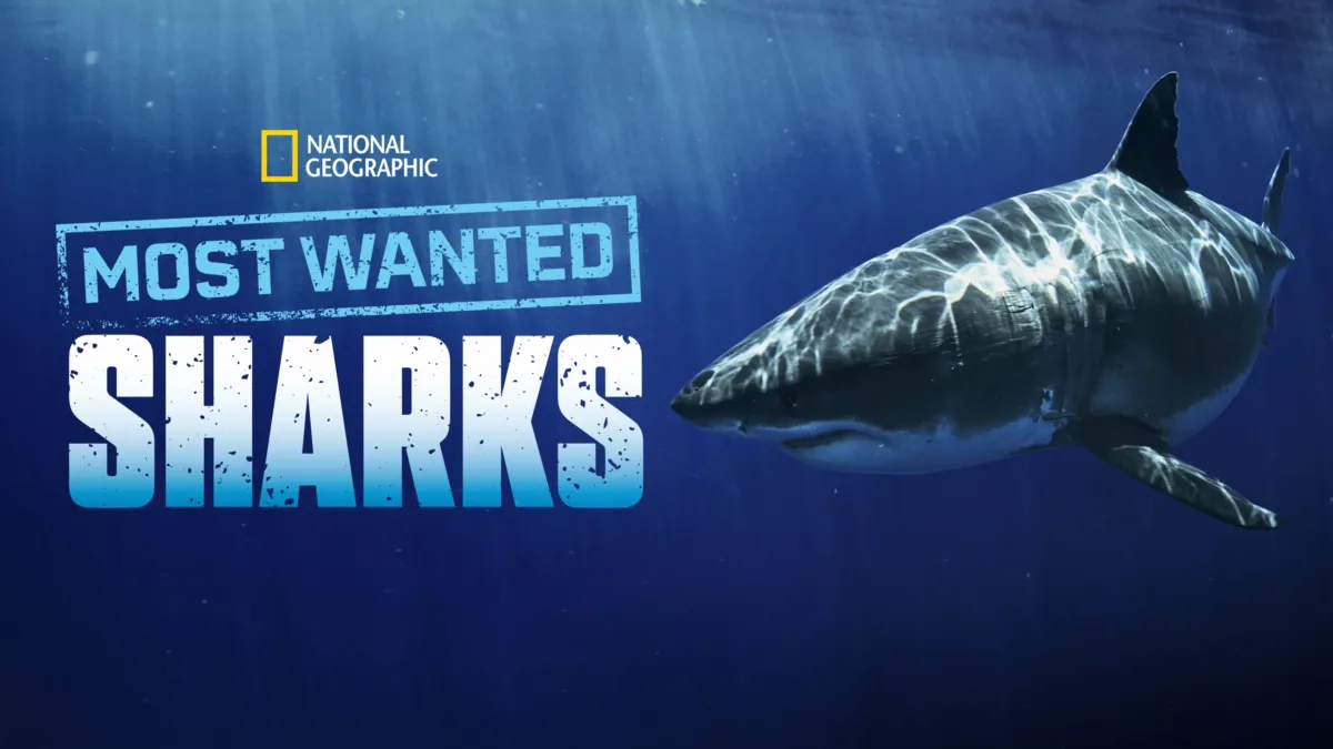 Watch Most Wanted Sharks | Disney+