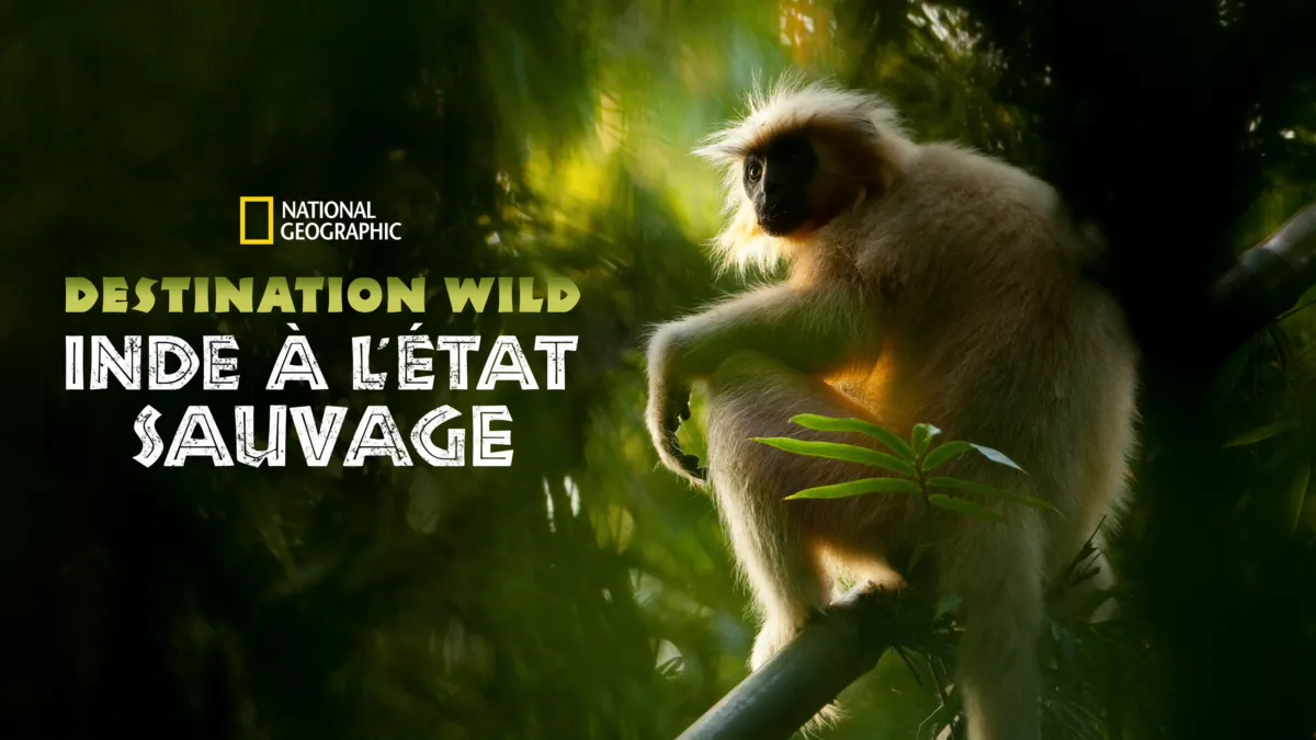 Regarder Destination Wild : Inde à l'état sauvage | Épisodes complets | Disney+