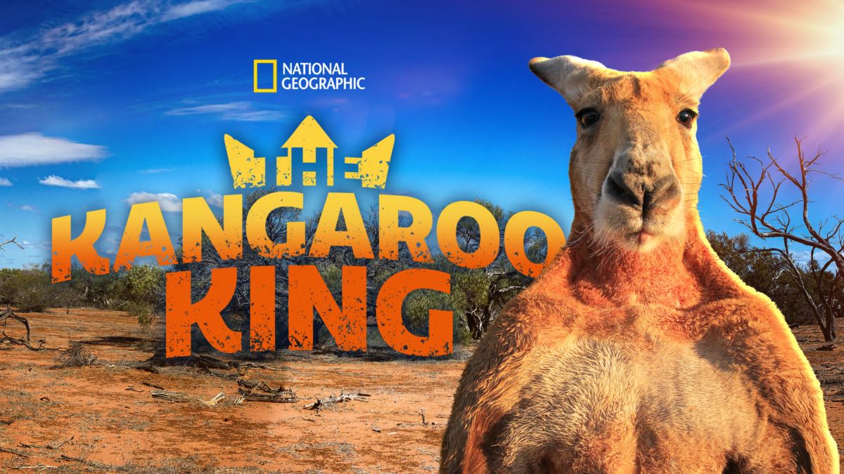 Ver The Kangaroo King | Disney+