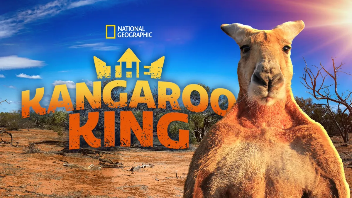 观看The Kangaroo King | Disney+