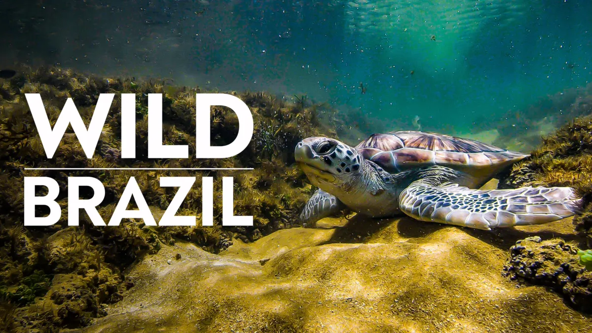 Ver los episodios completos de Wild Brazil | Disney+
