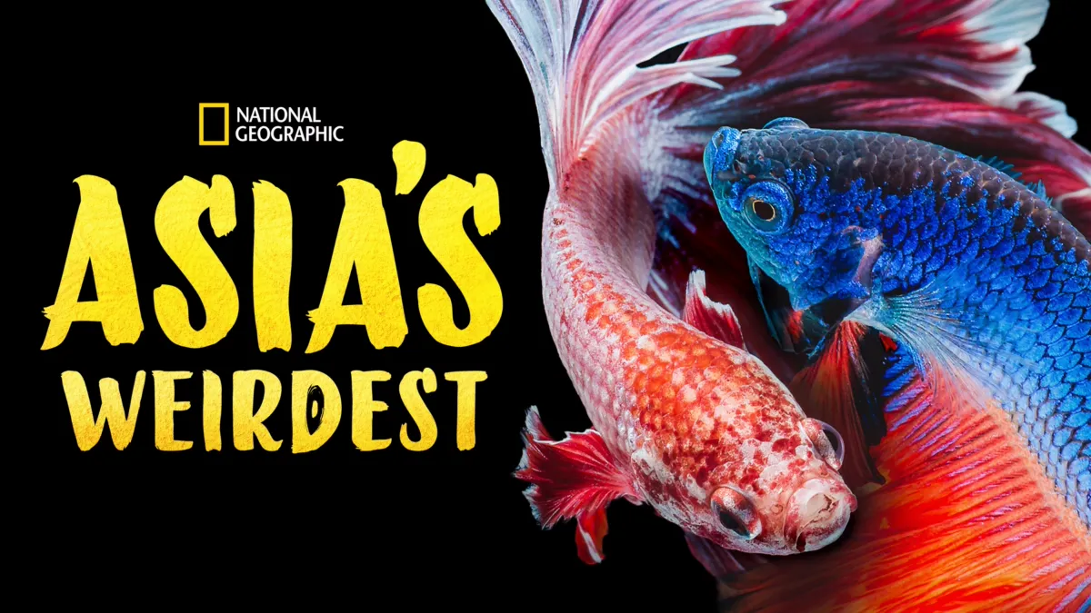 Watch Asia's Weirdest | Full episodes | Disney+