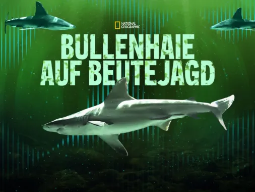 Bullenhaie auf Beutejagd ansehen | Disney+