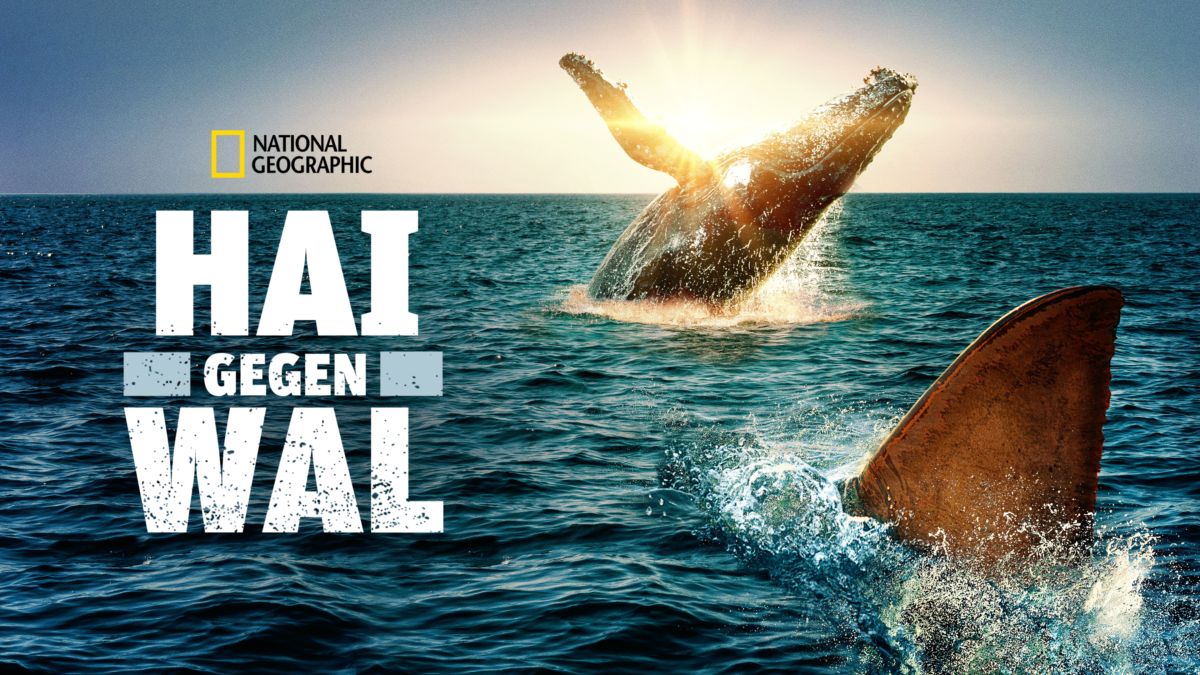 Hai vs. Wal | Disney+