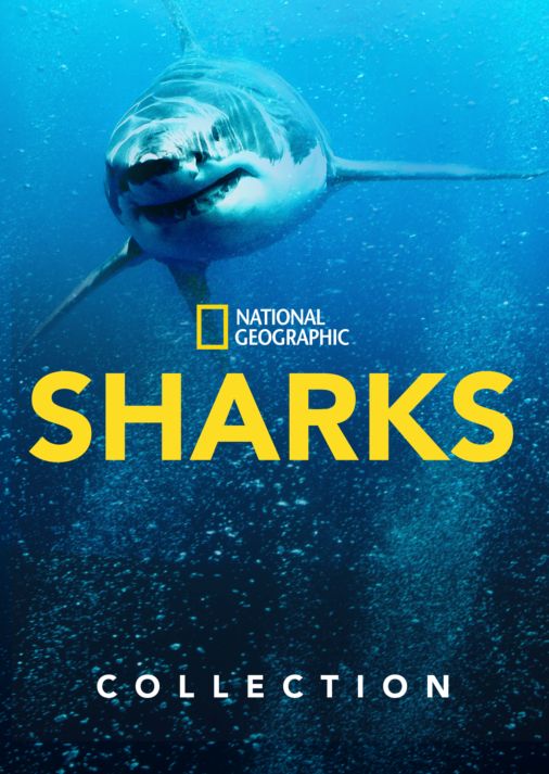 Shark Photos National Geographic