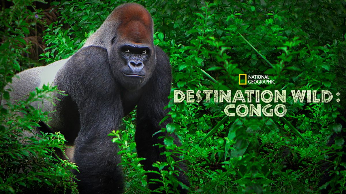 Regarder Destination Wild : Congo | Épisodes complets | Disney+