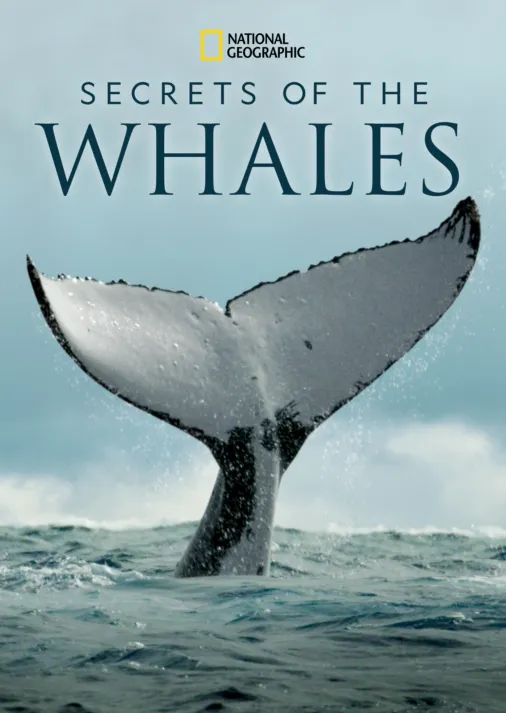 Watch Secrets of the Whales | Full episodes | Disney+