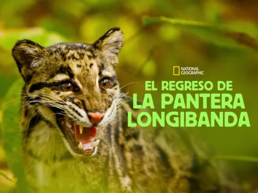 Ver El regreso de la pantera longibanda | Disney+