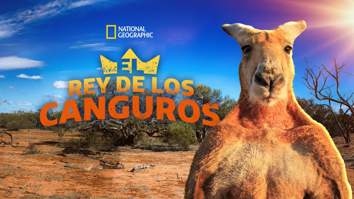 Ver El rey de los canguros | Disney+