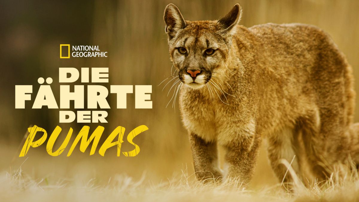 Die Fährte der Pumas ansehen | Disney+