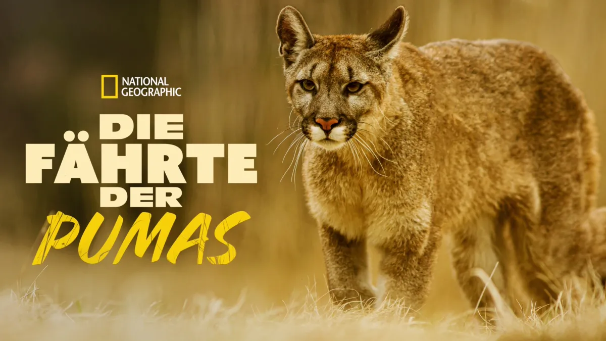 Die Fährte der Pumas ansehen | Disney+