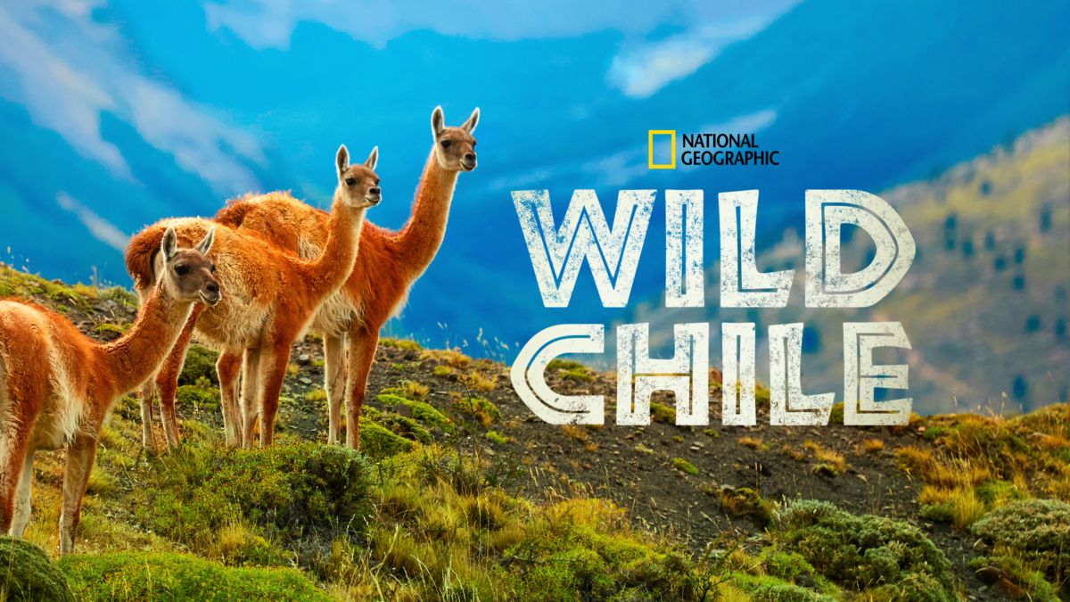 Watch Wild Chile | Full episodes | Disney+