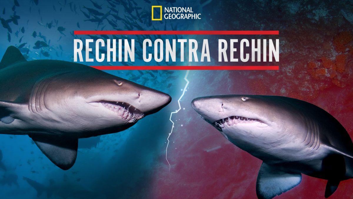 Rechin contra rechin | Disney+