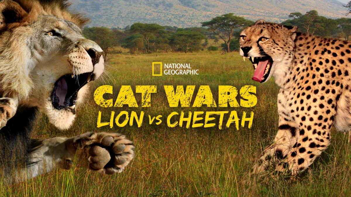 Cheetah Vs Lion Fight